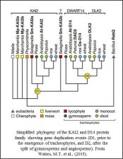 Evolution and function of strigolactone / karrikin receptors | Plant ...