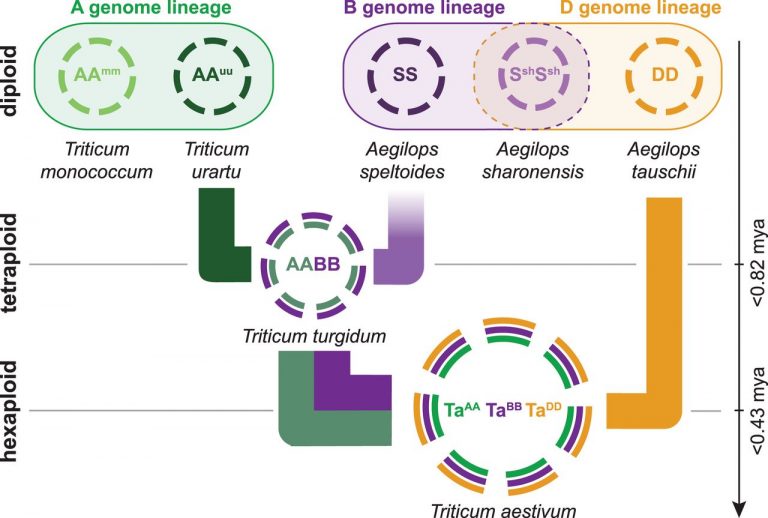Plants in the News, Sept 25 2015: Wheat | Plant Science Today