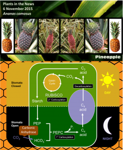 Plants in the News 6 November 2015: Pineapple, Ananas comosus | Plant ...