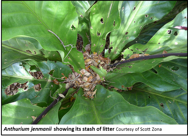 Meet the litter trappers | Plant Science Today