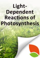 Newest Teaching Tool: Light-Dependent Reactions of Photosynthesis ...