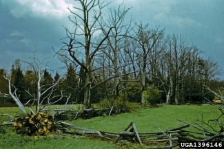 Chestnuts featured in #AdventBotany | Plant Science Today
