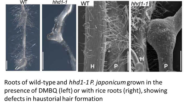 “Characterization of parasitic plant mutants”, accessible research for ...