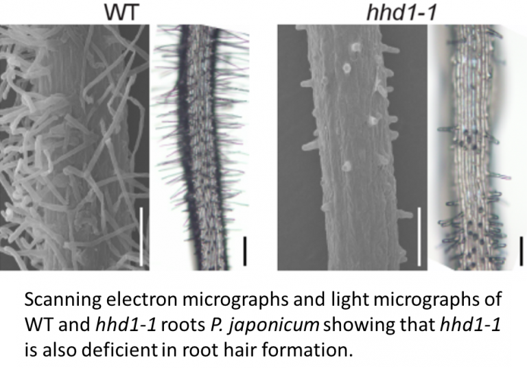 “Characterization of parasitic plant mutants”, accessible research for ...