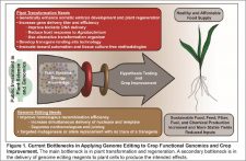 Advancing crop transformation in the era of genome editing | Plant ...