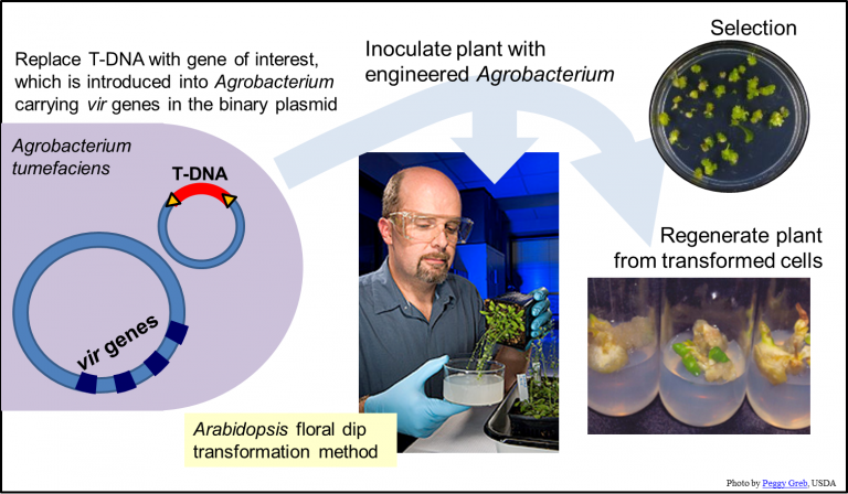 Advancing crop transformation in the era of genome editing | Plant ...