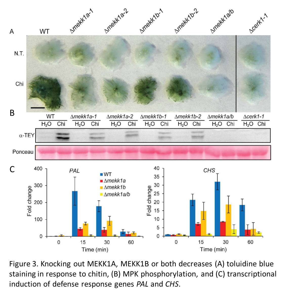 An innate immunity pathway in moss | Plant Science Today
