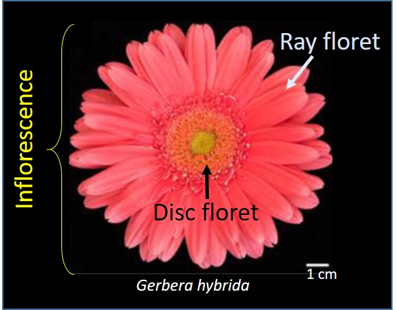 Molecular Insights into the Evolution of Floral Heads in the Asteraceae ...