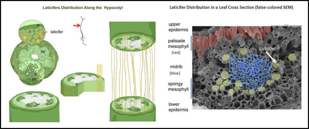 New in Plant Physiology: Laticifer Function and Development | Plant ...