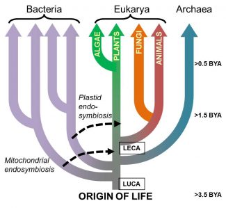 From LUCA to Lily: 12 perspectives for teaching about plants | Plant ...