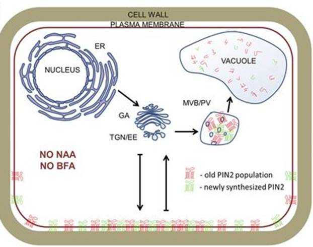 A Fresh Look at the Role of Auxin in PIN Trafficking | Plant Science Today