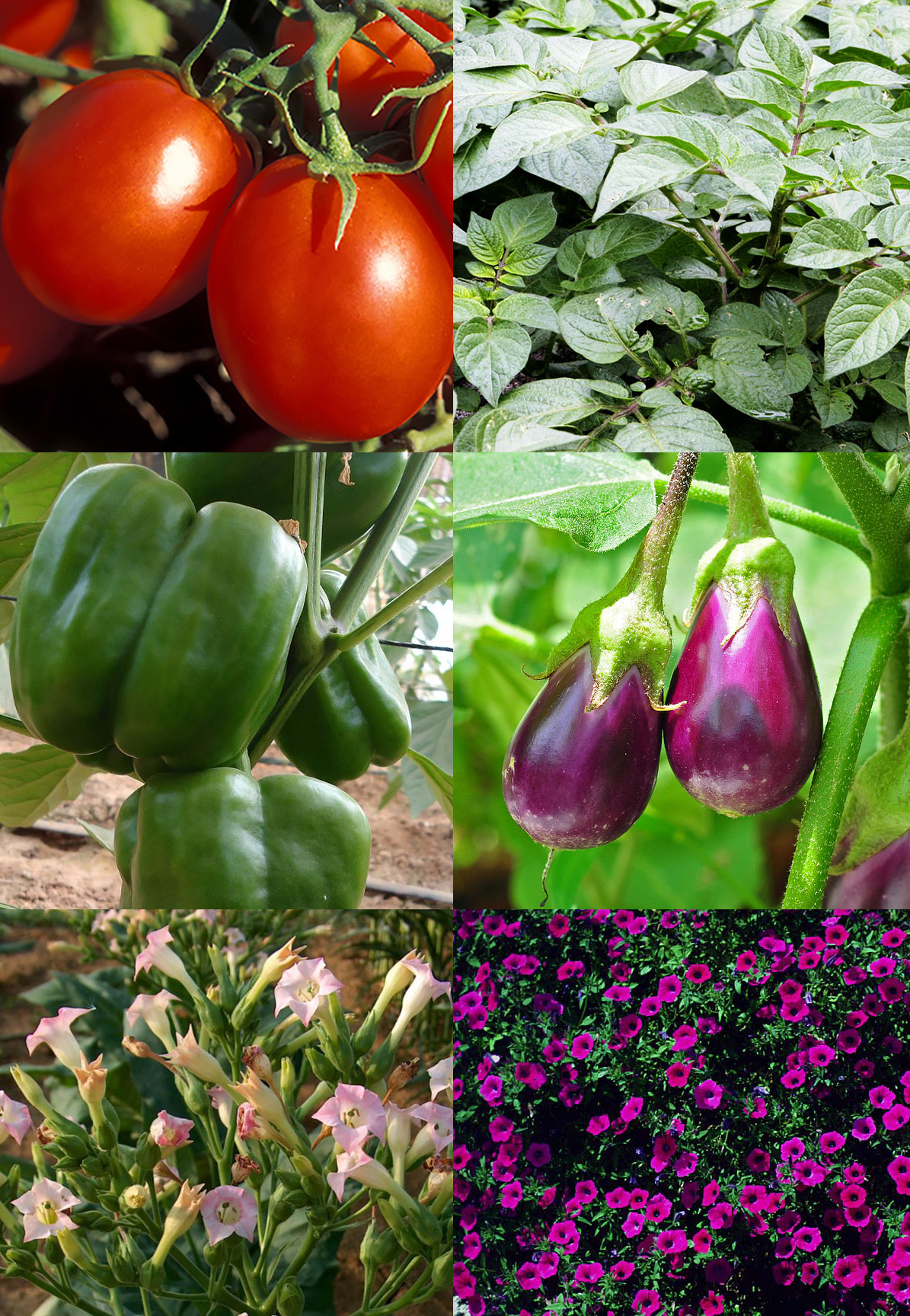 What We’re Reading: December 23 | Plant Science Today