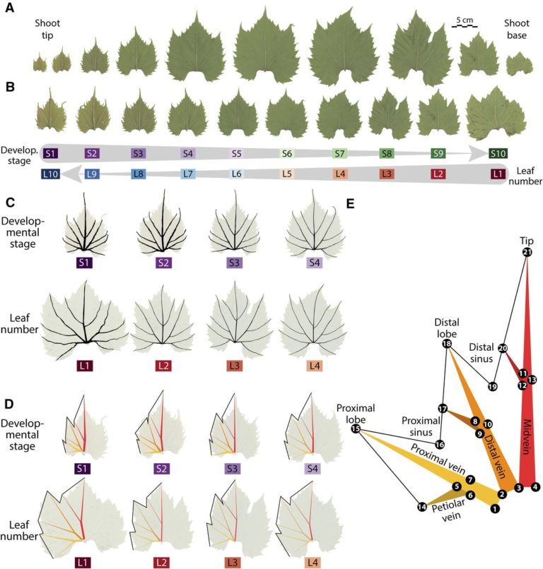 Best of 2016: Top Topics in Plant Physiology journal | Plant Science Today