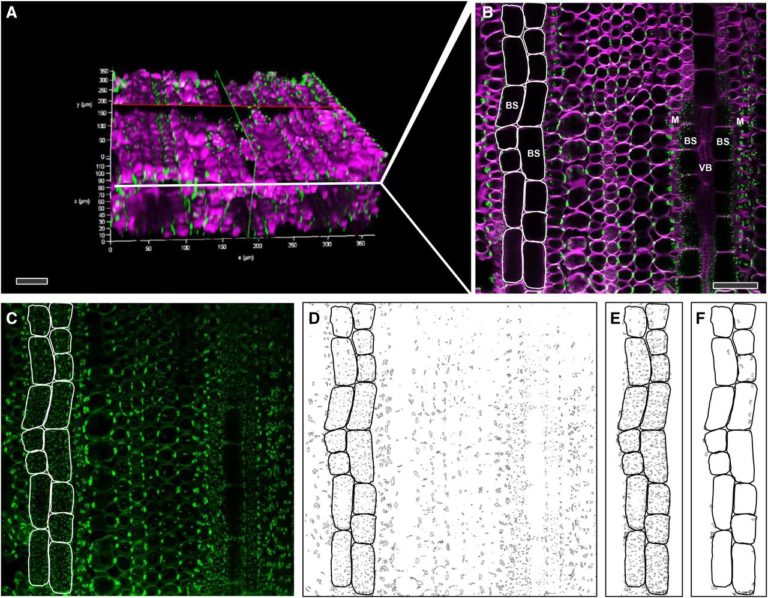 Best of 2016: Top Topics in The Plant Cell journal | Plant Science Today