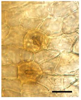 What We’re Reading: December 9 | Plant Science Today