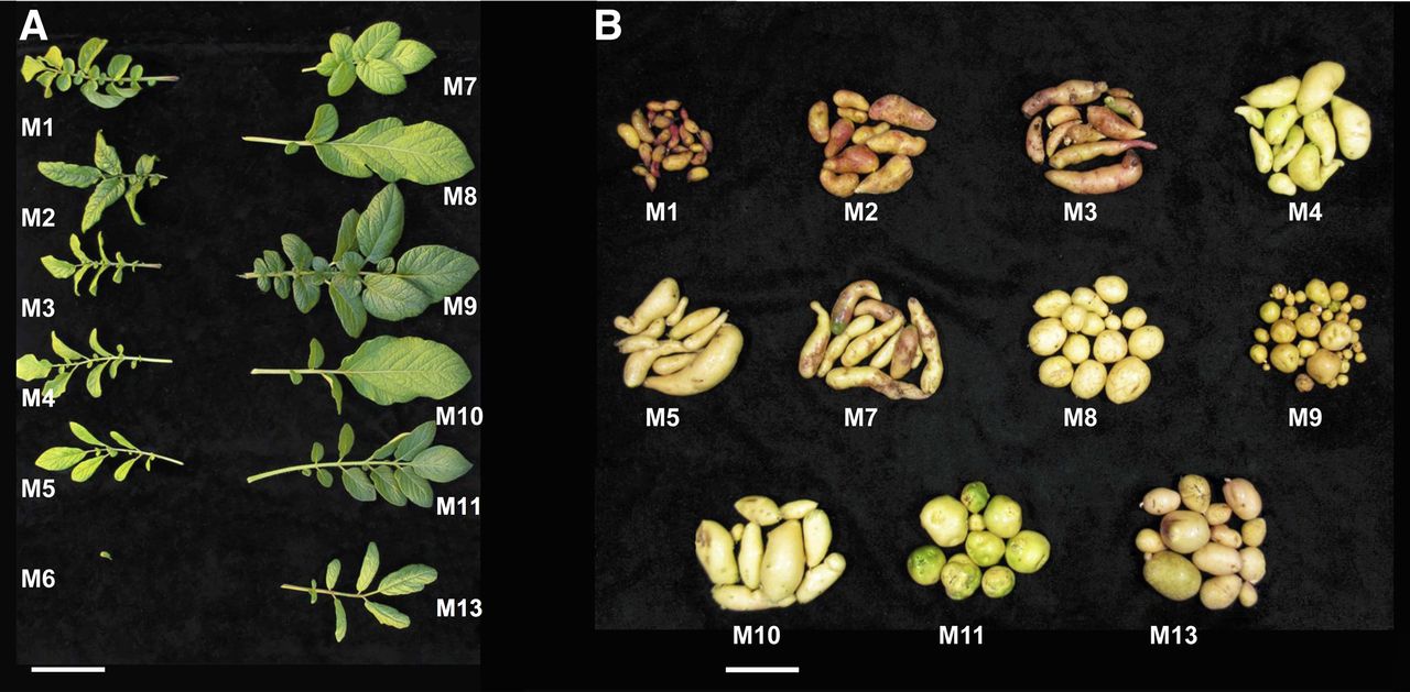 Best of 2016: Top Topics in The Plant Cell journal | Plant Science Today