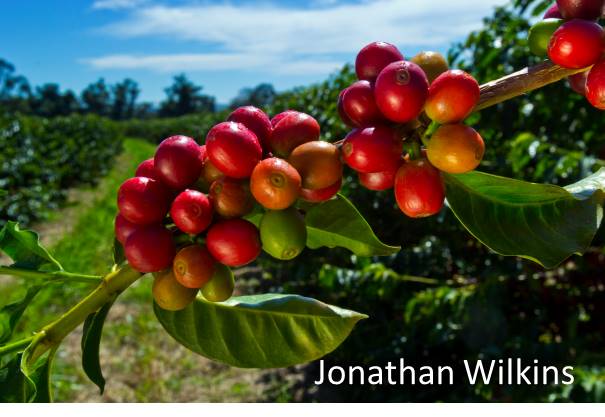 What We’re Reading: January 13 | Plant Science Today