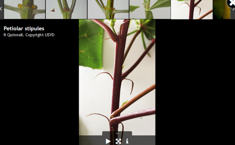 BotanyOnline: Shared learning-support resources for improving Botanical ...