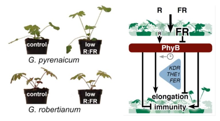 What We’re Reading: February 10 | Plant Science Today