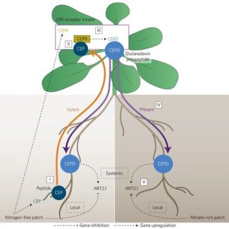 What We’re Reading: March 31 | Plant Science Today