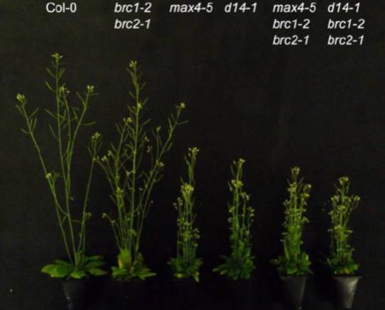 What We’re Reading: April 7 | Plant Science Today