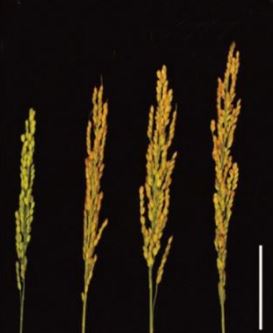 New approach to improve nitrogen use, enhance yield, and promote ...