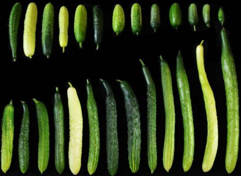Genetic Variant Linked to Cucumber Fruit Length | Plant Science Today