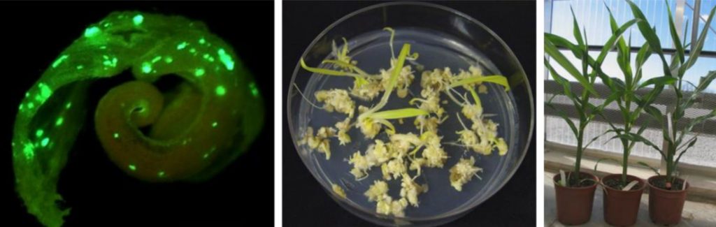 A Breakthrough in Genetic Modification of Grains | Plant Science Today
