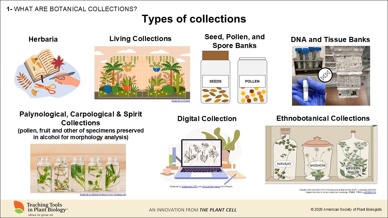New Teaching Tool, “Genomic Analysis of Botanical Collections” | Plant ...